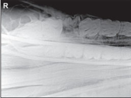 Equine Dentistry School | Case Study | Fractured upper 1st molars